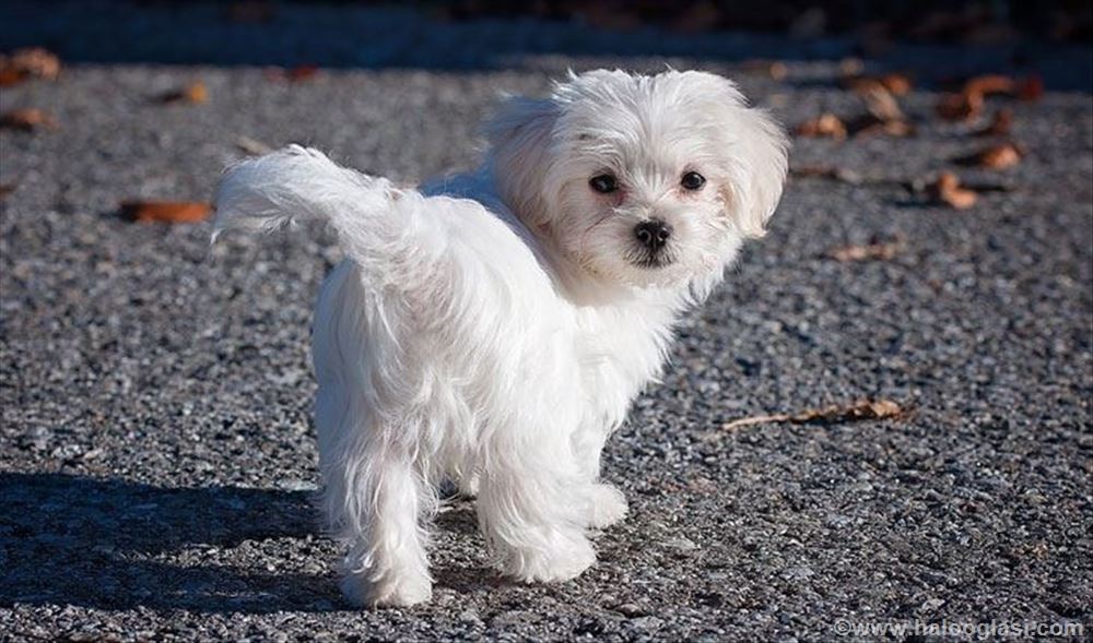 Šetanje pasa (maltezer, čivava i slični mali psi) | Halo Oglasi