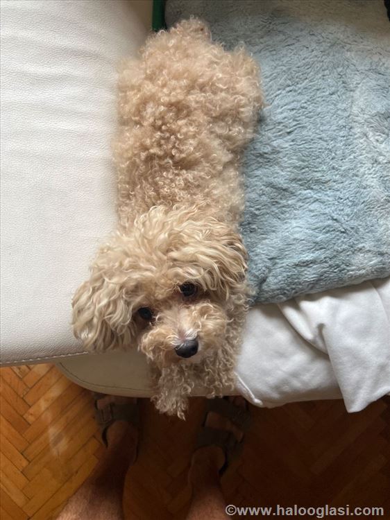 Toy Pudlica mužijak iz Amerike za parenje | Halo Oglasi