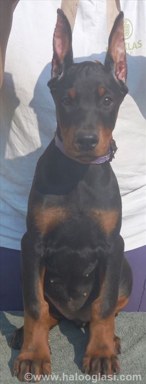 Doberman , štene | Halo Oglasi