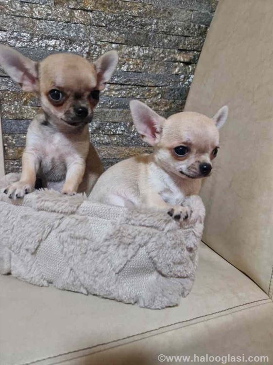 Mini Čivave spremne za preuzimanje | Halo Oglasi