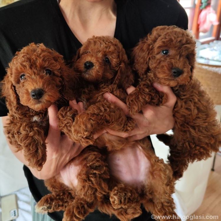 Patuljasta Pudla top štenci | Halo Oglasi