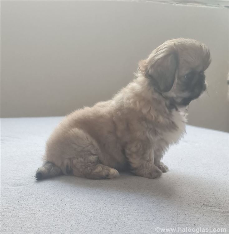Pekinezer, štene | Halo Oglasi