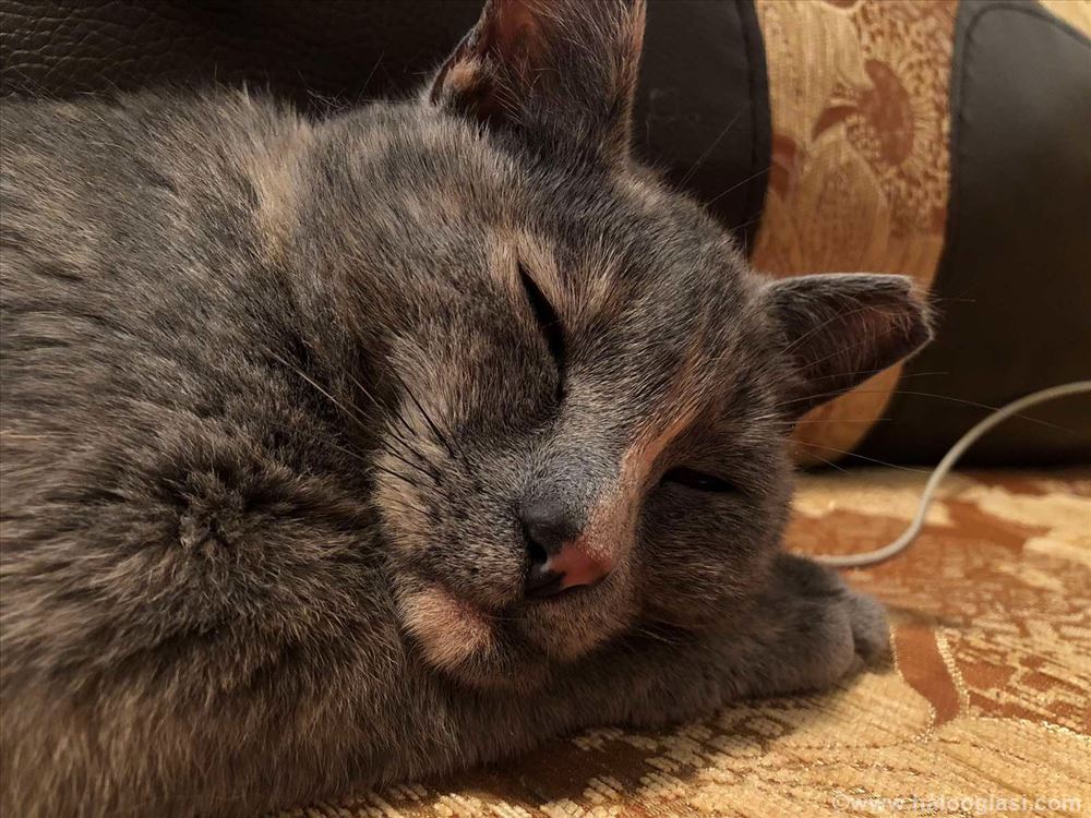 Predivna maca Lara trazi divan dom | Halo Oglasi