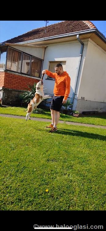 Buldog, mlad pas | Halo Oglasi