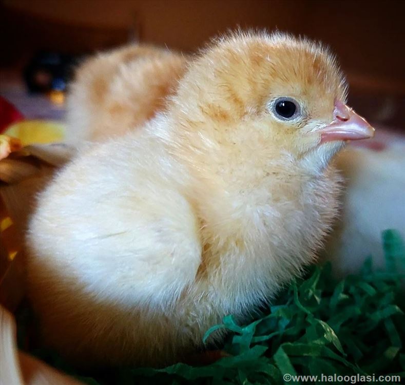 Domaći pilići | Halo Oglasi