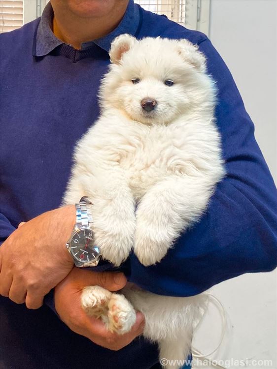Samojed, štene za prodaju | Halo Oglasi