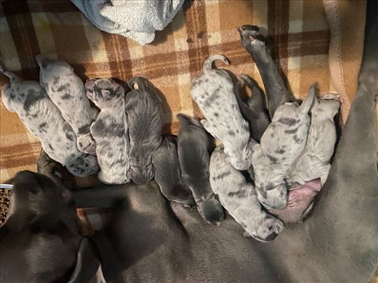 Prodaja pasa i psi na poklon Pit bul terijer | Halo oglasi