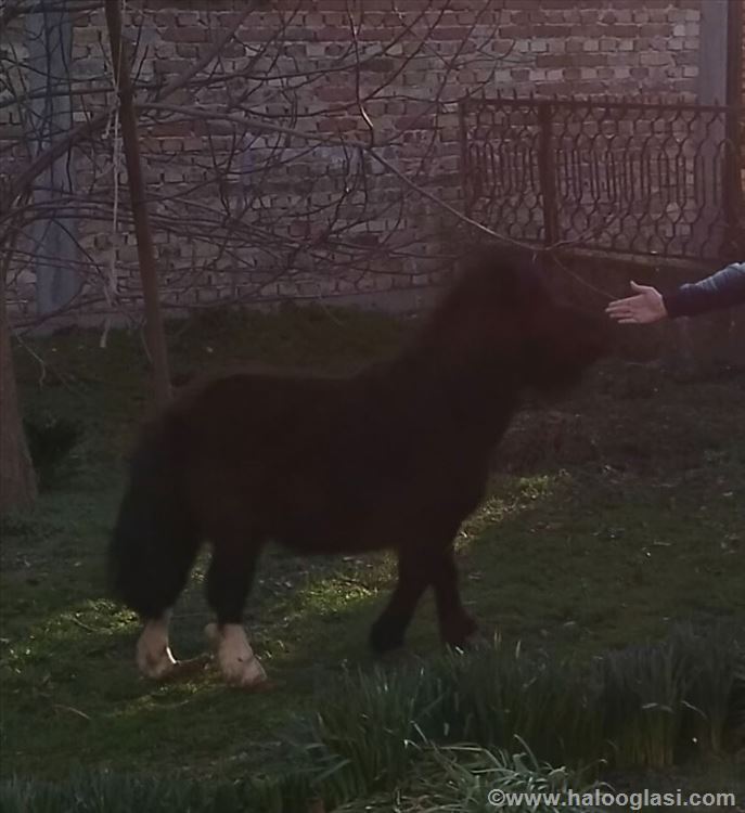 Poni konj za priplod | Halo Oglasi
