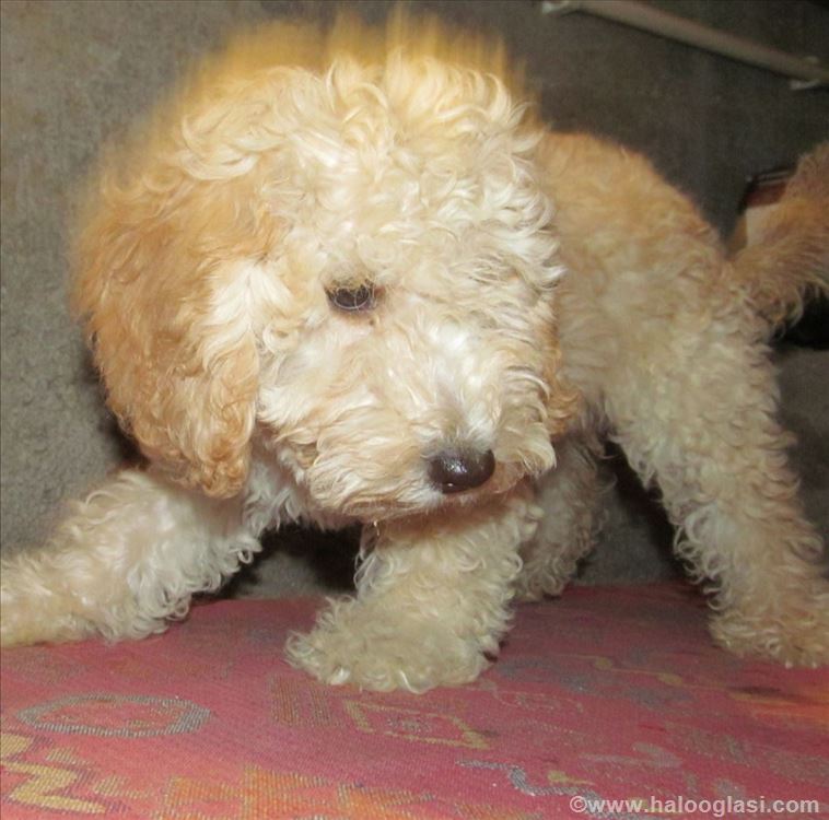 Francuska Srednja Pudla štenci | Halo Oglasi