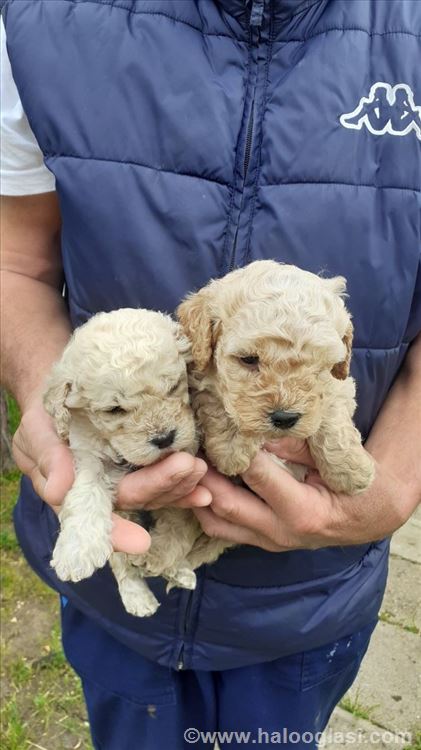 Pudla,srednja vrhunska stenad super cena 349 e bgd | Halo Oglasi