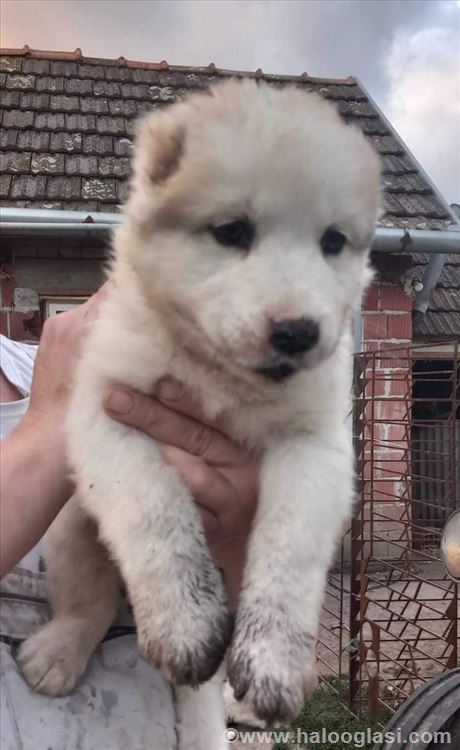 Srednjeazijski ovčar, štene | Halo Oglasi