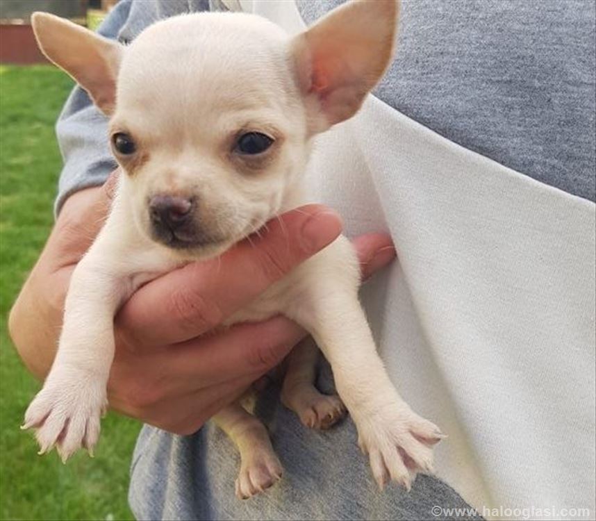 Čivava,vrhunska stenad zenkica 2 decaka extra mini | Halo Oglasi