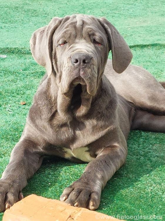 Napuljski mastif, mlad pas | Halo Oglasi