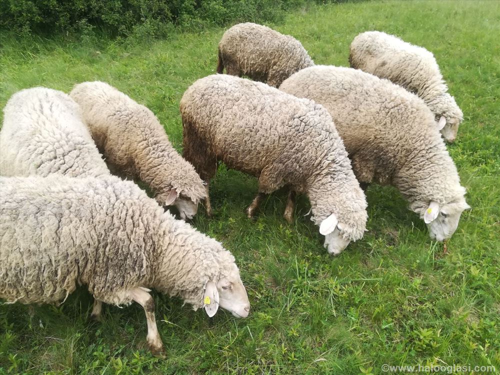 Prodaje se stado ovaca | Halo Oglasi