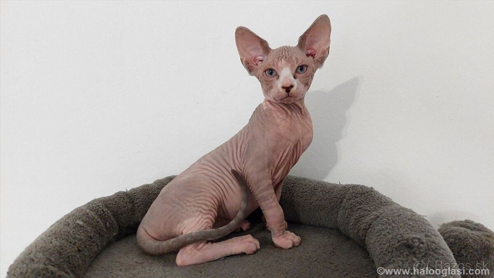 Sfinks, mače | Halo Oglasi