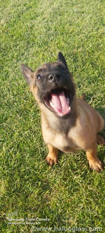 Belgijski Ovčar Malinoa štenci | Halo Oglasi
