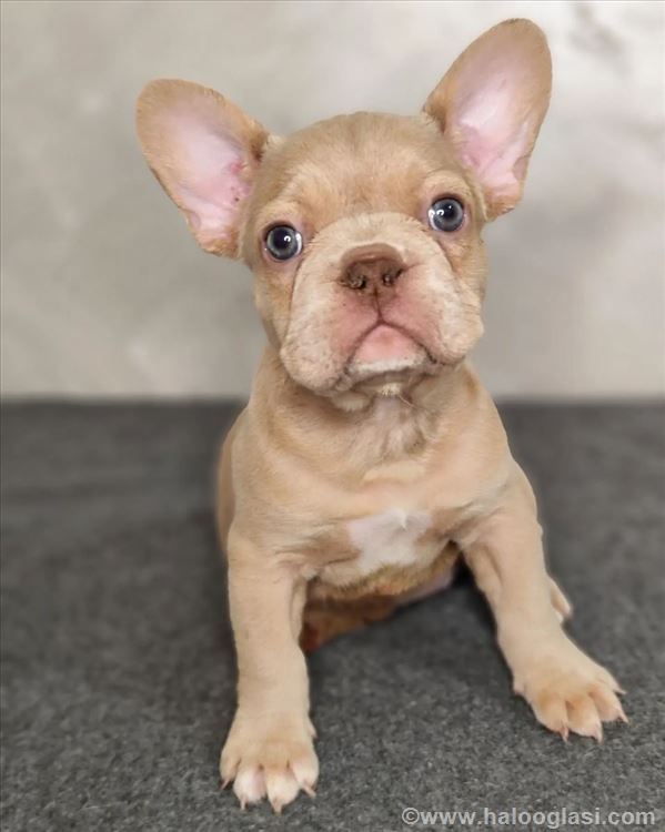 Francuski buldog, štene Isabella L4 carrier | Halo Oglasi