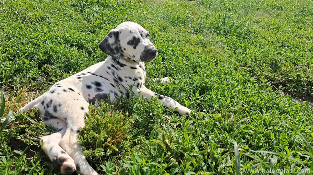 Dalmatinski pas, štene | Halo Oglasi