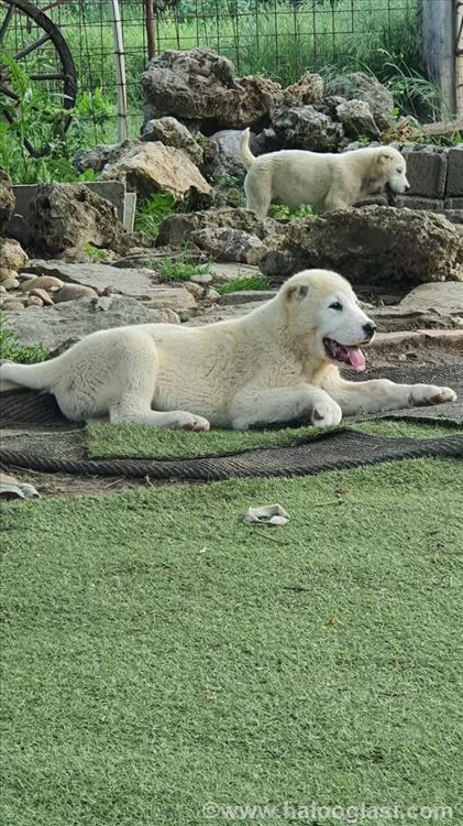 Srednjeazijski ovčar, štene | Halo Oglasi