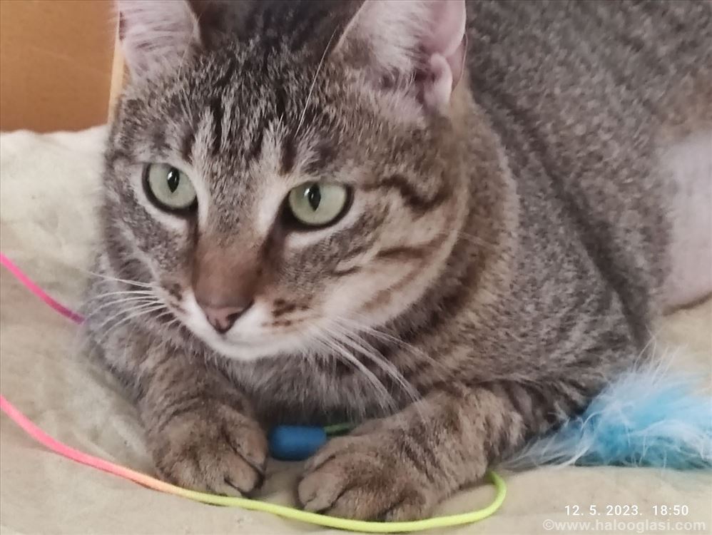 Evropska, mlada mačka | Halo Oglasi