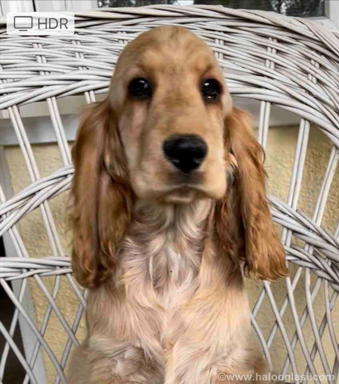 Koker španijel, prvobirano zensko stene zlatne boj | Halo Oglasi