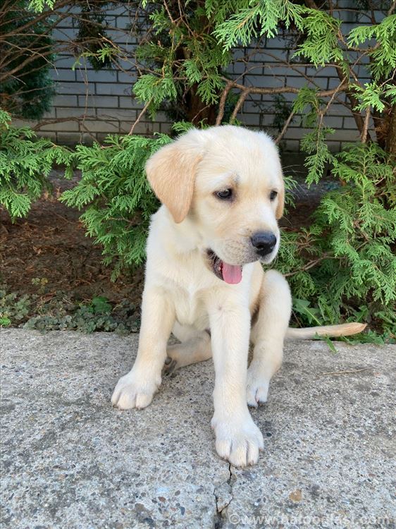 Labrador retriver, štene | Halo Oglasi