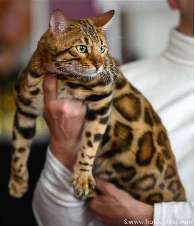 Bengalska mačka novo leglo | Halo Oglasi