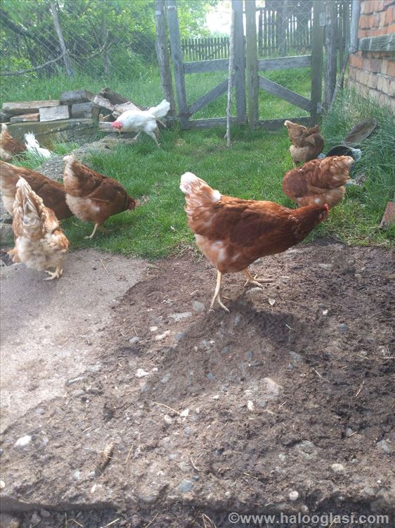 Kokoske | Halo Oglasi