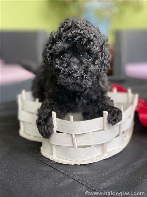 Pudla, štene, patuljasti decko dva ipo meseca | Halo Oglasi