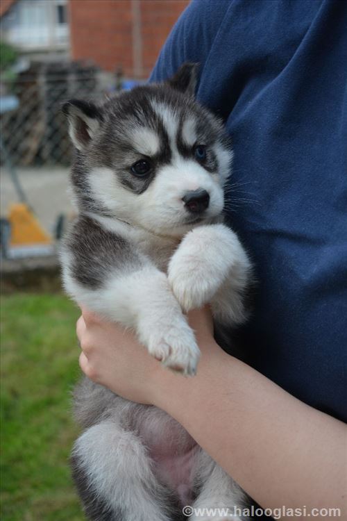 Sibirski haski , štenci na prodaju | Halo Oglasi