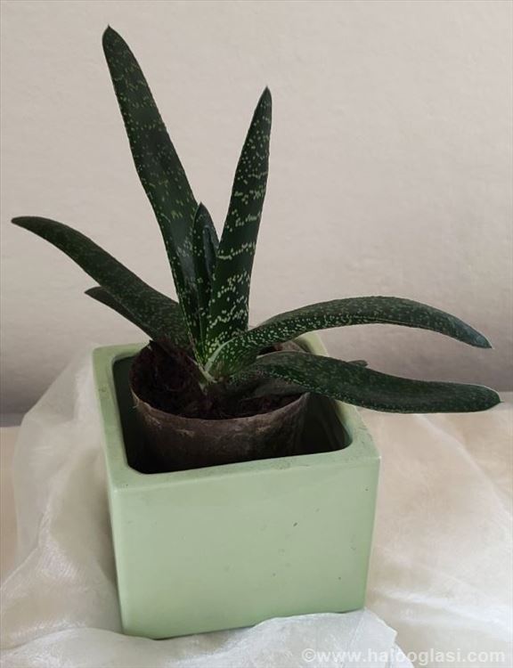 Aloja sa slike izuzetno je mesnata i cvrsta | Halo Oglasi