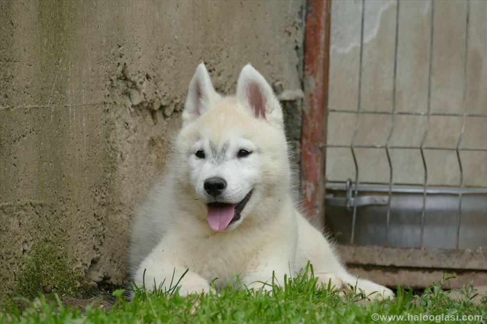 Sibirski Haski prelepi štenci | Halo Oglasi