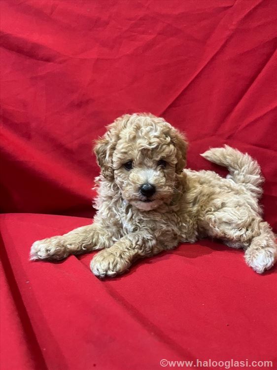 Pudla, štene | Halo Oglasi