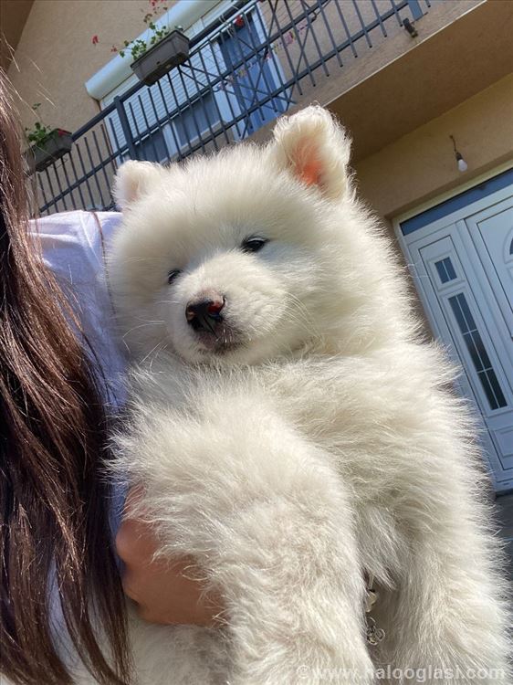 Samojed, štene | Halo Oglasi