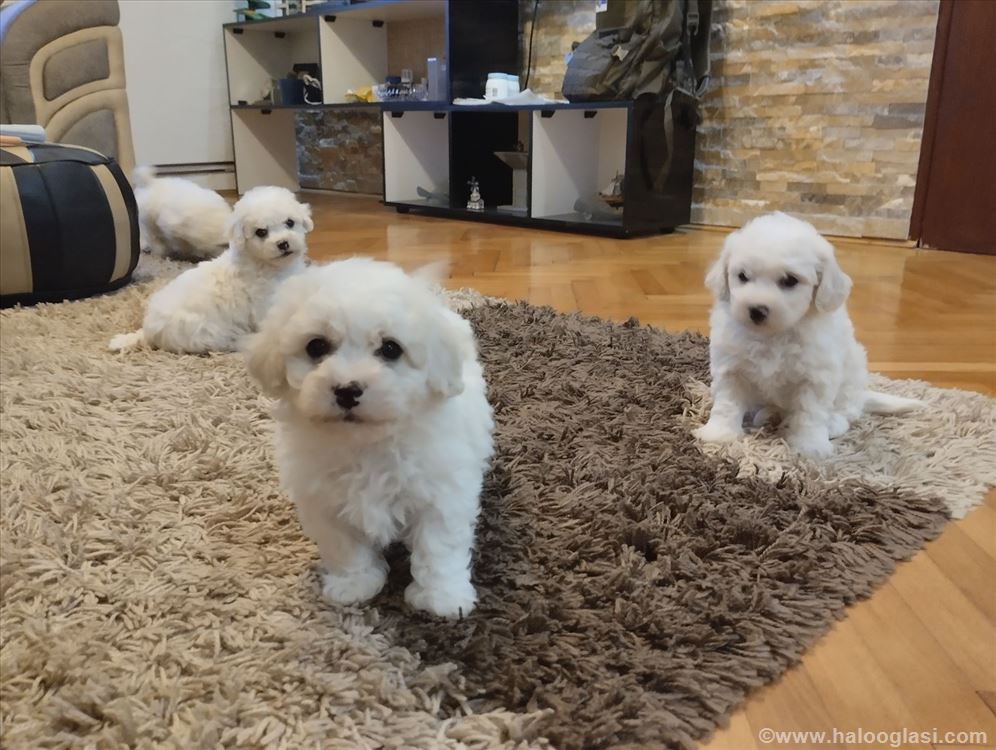 Kovrdžavi bišon, štene | Halo Oglasi