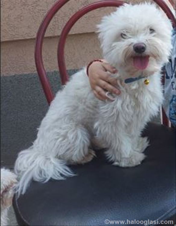 Mini Maltezeri, prelepi i negovani , 4 kuce | Halo Oglasi