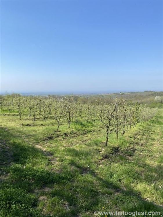 Fruška gora, Ležimir, kuća 41m2, plac 38ari ID#160 | Halo Oglasi