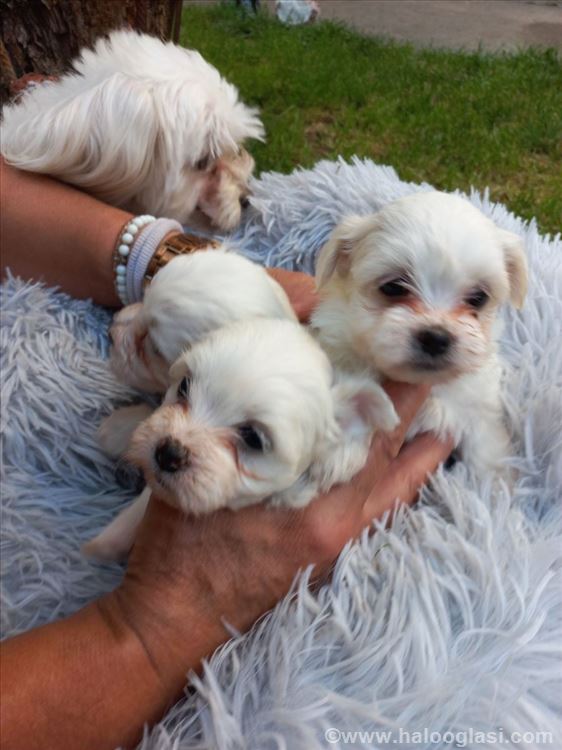 Mini Maltezer , štene | Halo Oglasi