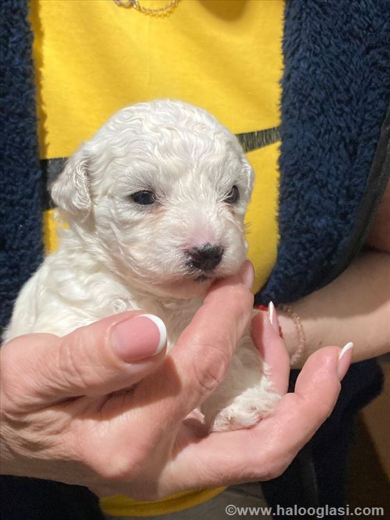 Kovrdžavi bišon, štene | Halo Oglasi