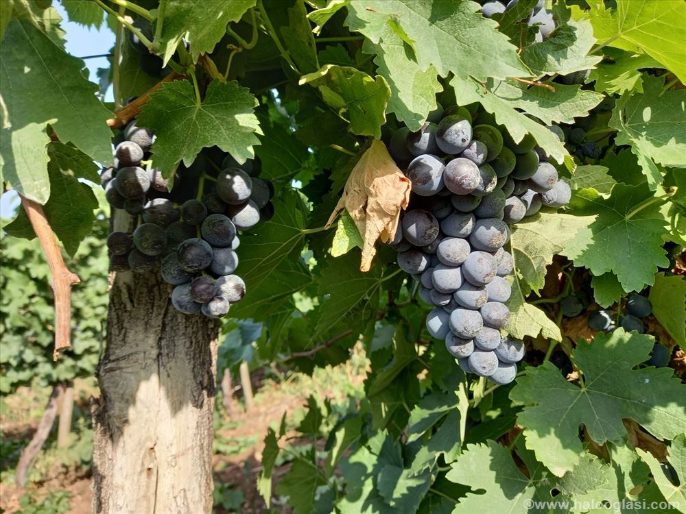 Domaća loza od hamburga i šardonea | Halo Oglasi