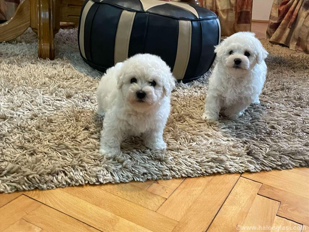 Kovrdžavi bišon, štene | Halo Oglasi