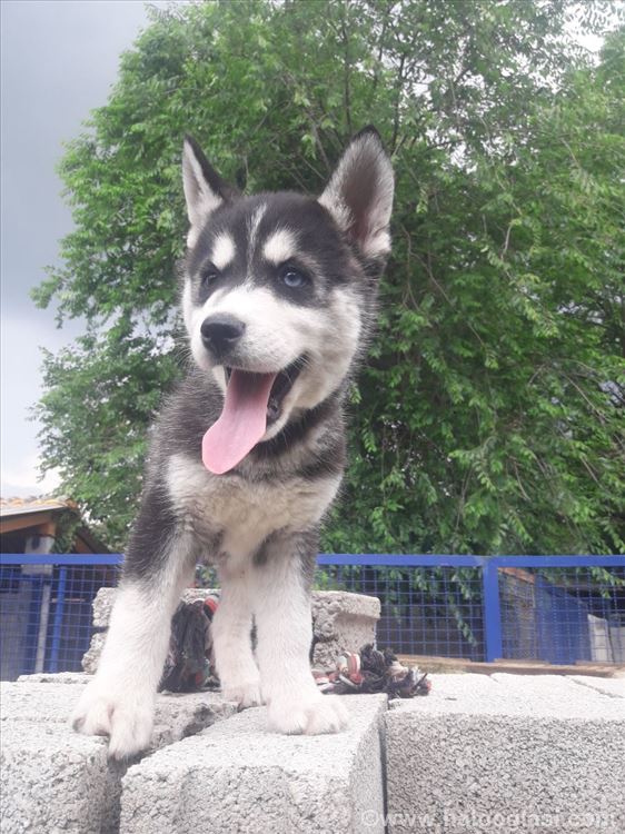 Sibirski haski , štene | Halo Oglasi