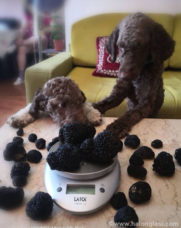 Mešanac, labrador X pticar,lagotto,belgiski ovcar | Halo Oglasi