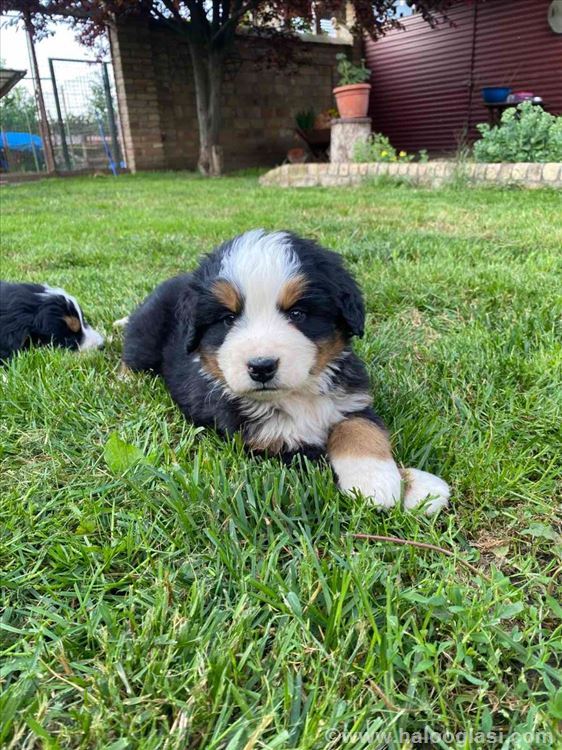 Bernski bebaći | Halo Oglasi