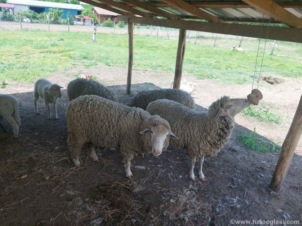 Prodajem 3 ovce, ovna i zensko jagnje | Halo Oglasi