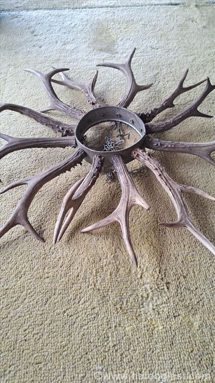 Rogovi Srndaća | Halo Oglasi