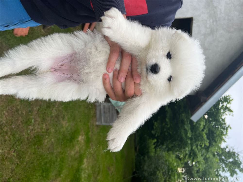 Samojed, štene | Halo Oglasi