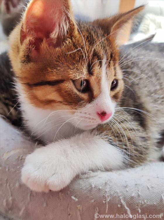 Neodoljivo mače Marko trazi dom | Halo Oglasi