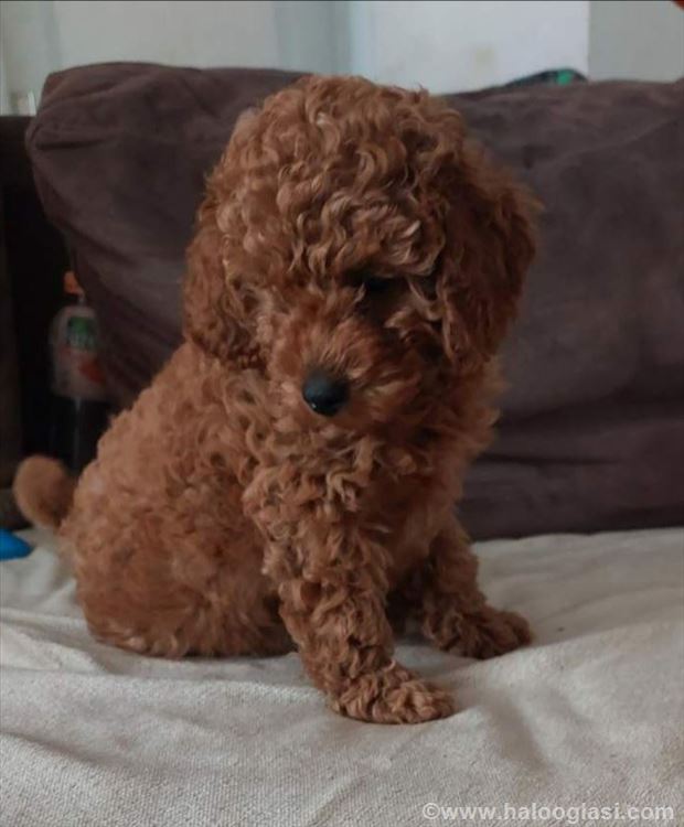 Pudla štene patuljasta pudlica aprikot crvena | Halo Oglasi