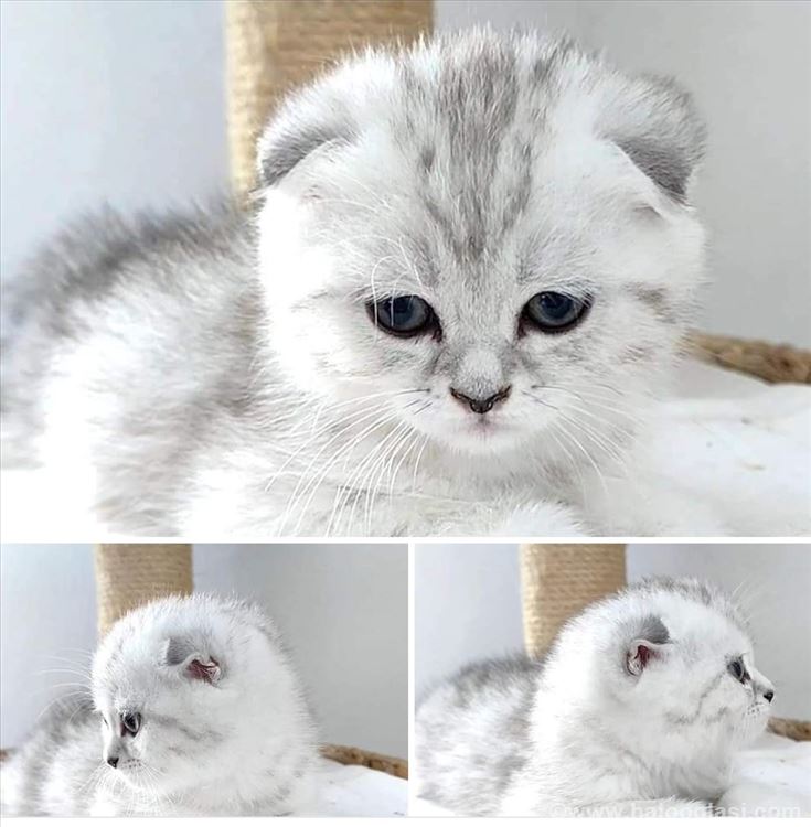 Škotski fold, mače | Halo Oglasi